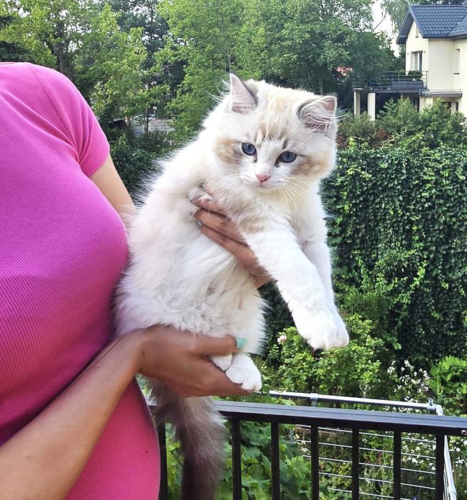 Czarny pręgowany bicolor chłopczyk rasy Ragdoll Grodzisk Mazowiecki ...