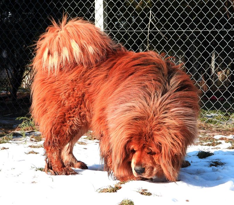 Mastif tybetański- do odbioru grudzień rezerwacja- piesek ZKwP FCI Jeżów • OLX.pl