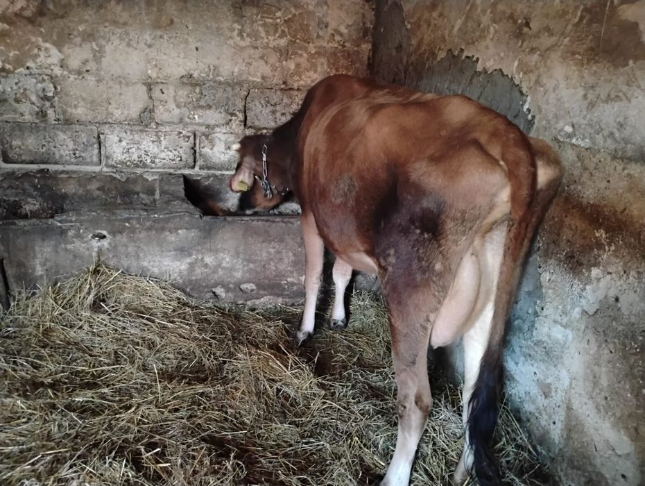 Krowa Jersey młoda Młodochów • OLX.pl