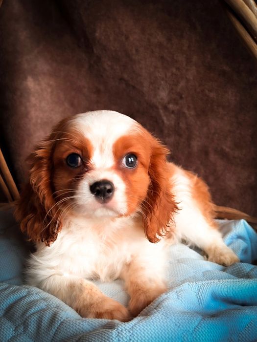 Idealny Cavalier King bardzo inteligentny po szkoleniu behawioralnym ...