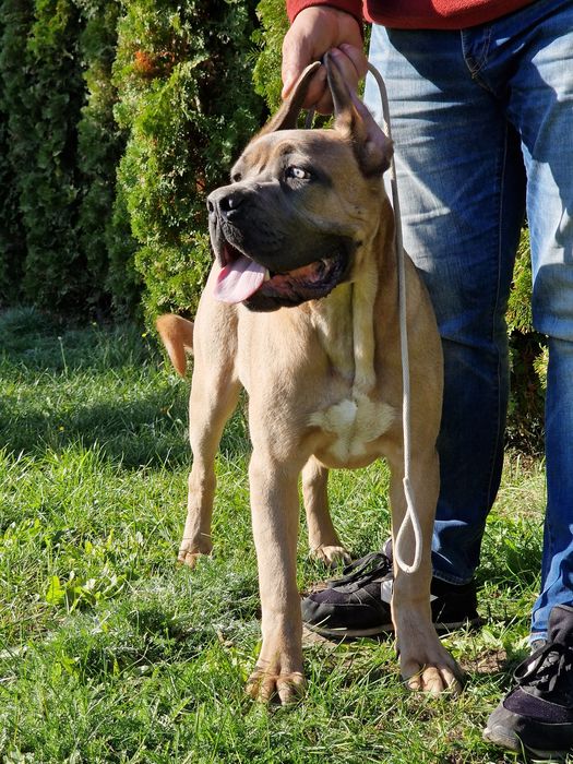 Cane Corso ZKwP/FCI Michów • OLX.pl