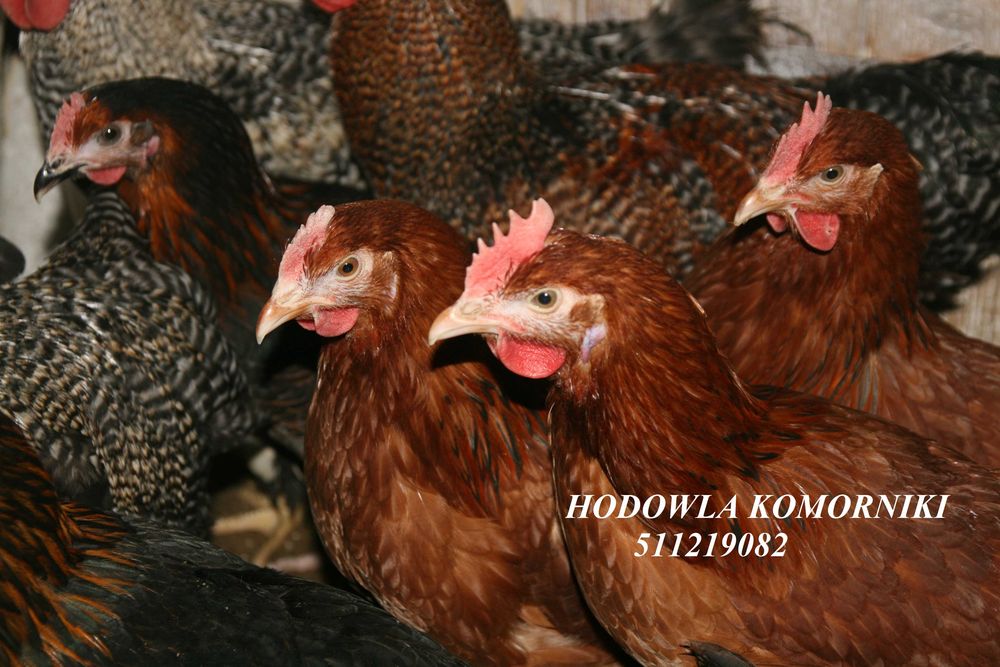 Młode Kury z Jajkiem 21 tygodnie Kurki Nioski Rosa ! Piotrków ...