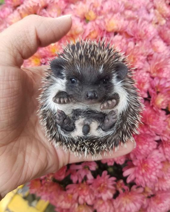 Jez pigmejski jeż Kraków Bieńczyce • OLX.pl