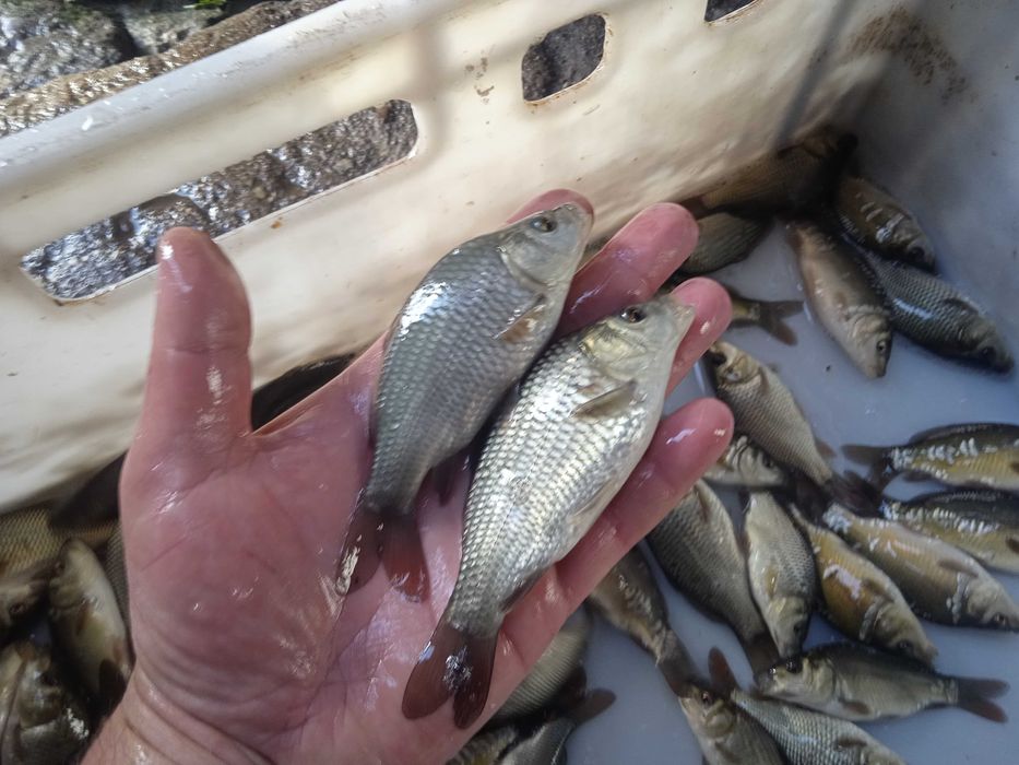 Narybek kroczek karp amur tołpyga karaś lin jesiotr węgorz sandacz ...