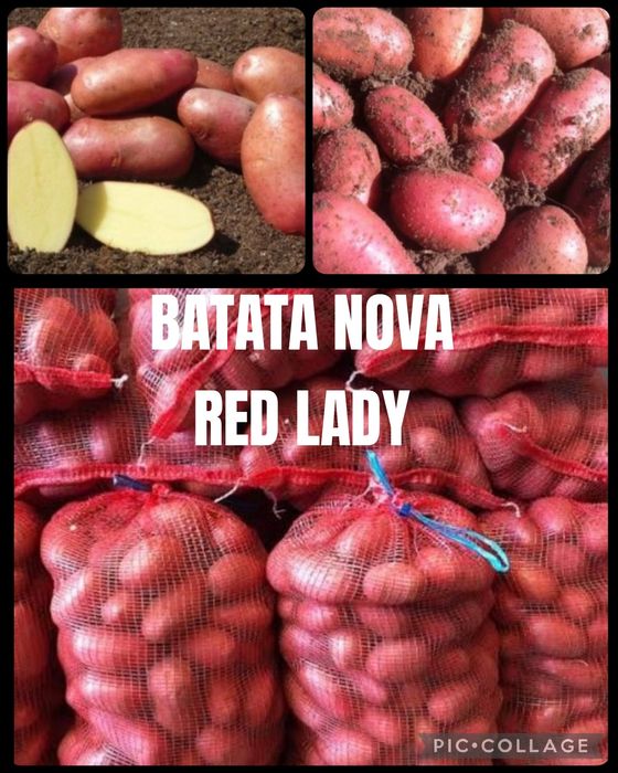 Batata doce e batata nova red lady Pinhal Novo • OLX.pt