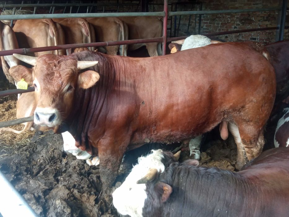 Byk hodowlany limousine 100% po inseminacji Sońsk • OLX.pl