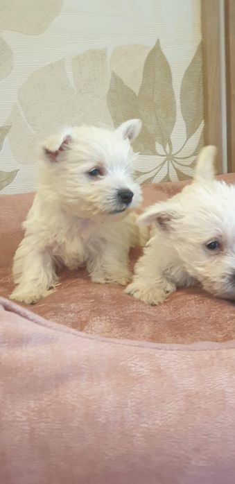 West Higchland White Terrier Częstochowa Grabówka • OLX.pl