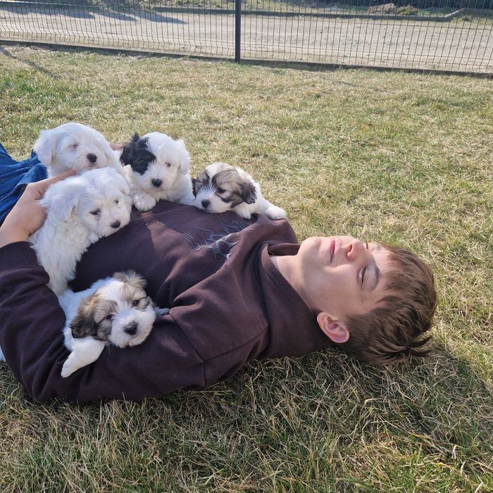 Coton de Tulear FCI szczeniak Sękowo • OLX.pl