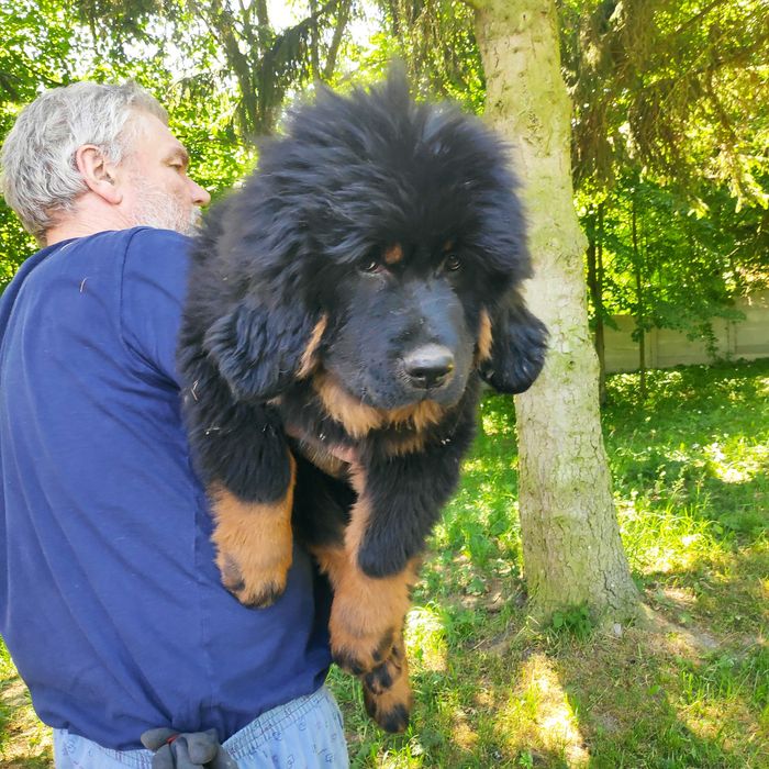 Mastif tybetański szczeniak FCI Prabuty • OLX.pl