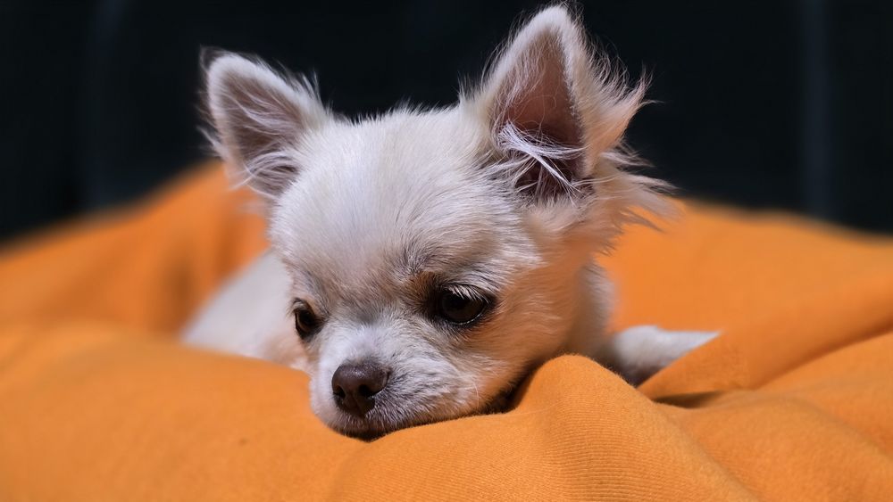 Chihuahua chłopiec Połczyno • OLX.pl