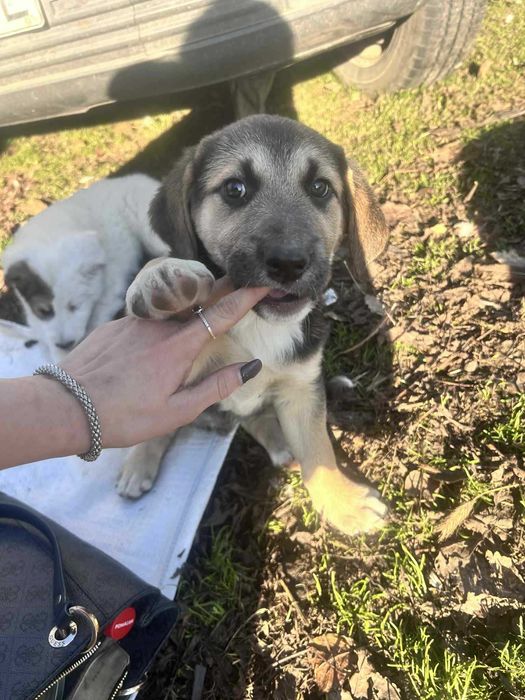 Witam, mam do oddania 6 szczeniaków Parcewo • OLX.pl