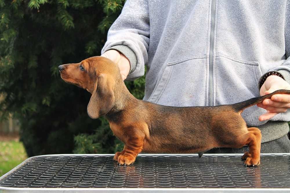 Jamnik Miniaturowy / Króliczy Krótkowłosy! Piesek Jamniki! Łódź Śródmieście • OLX.pl