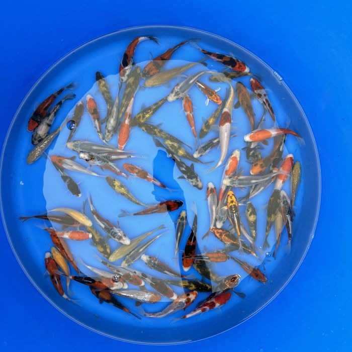 Rybki do oczka Japonskie Karpie koi import Bydgoszcz • OLX.pl