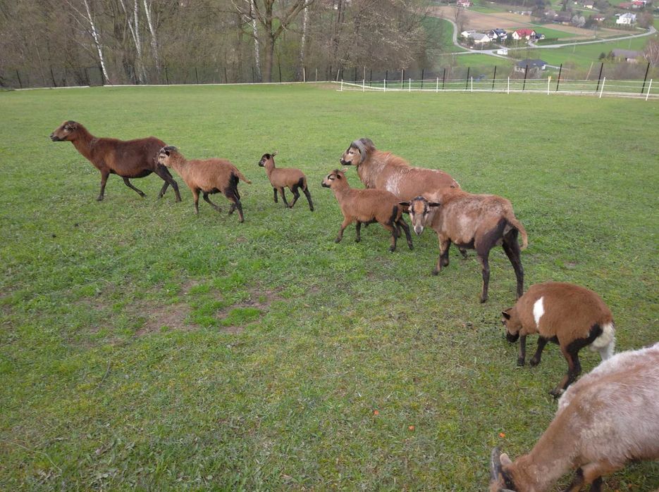 Owoce, Barany Kameruny Iwkowa • OLX.pl