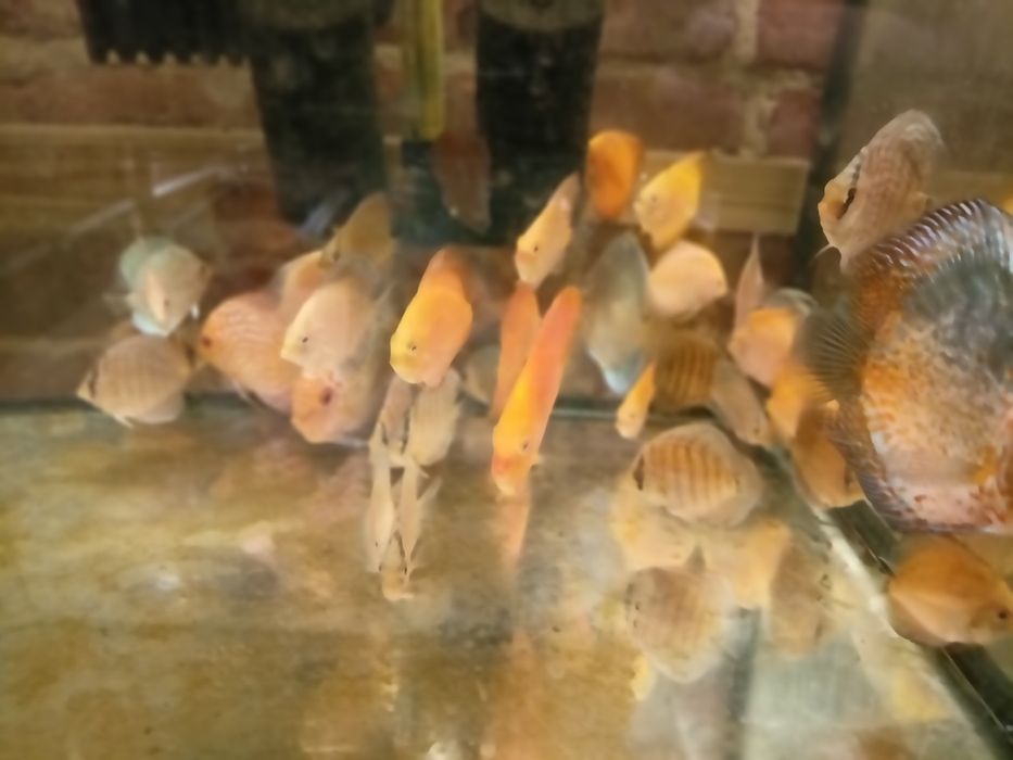 Paletki , dyskowce kilka odmian cena od 30 zł Ostrów Wielkopolski • OLX.pl