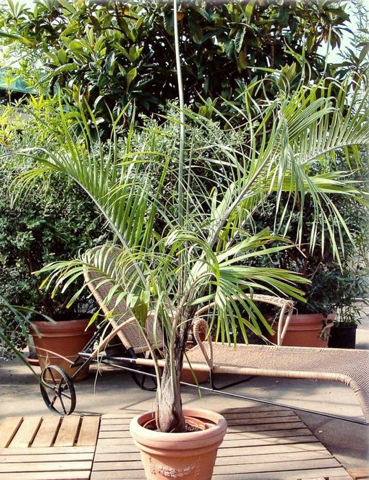 Marcante palmeira triangular Dypsis decaryi Arroios • OLX Portugal