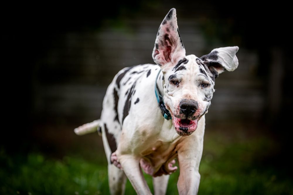 Iman- sunia dog niemiecki, arlekin czeka na dom Radzymin • OLX.pl