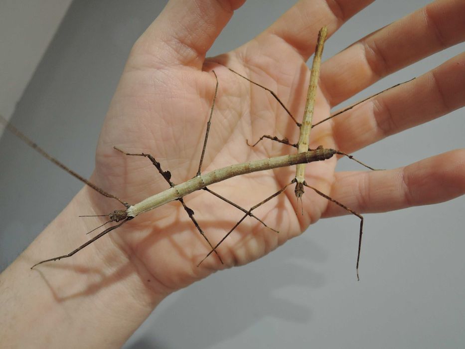 Patyczaki, straszyki Lebofemora scheirei Cat Tien "kremowy" L5-L7 ...