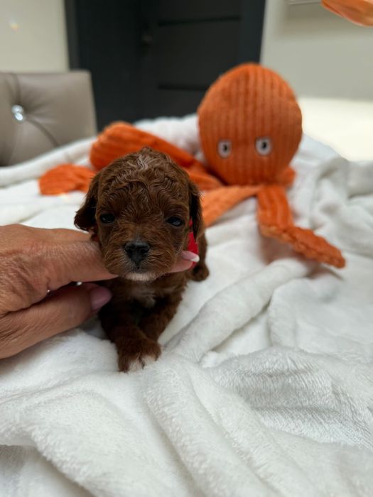 Pudel toy red brown teacup linia chinska Dąbrowa • OLX.pl