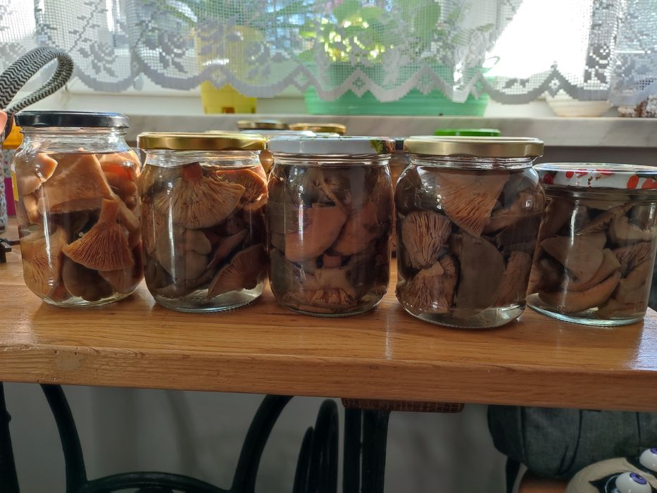 Rydz w zalewie octowej marynowane rydze Kuczów • OLX.pl