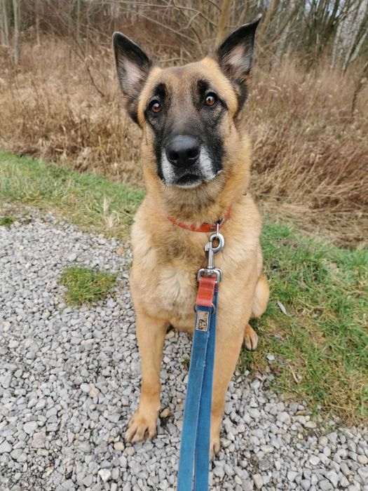 Malinka czeka na dom... Częstochowa Zawodzie - Dąbie • OLX.pl