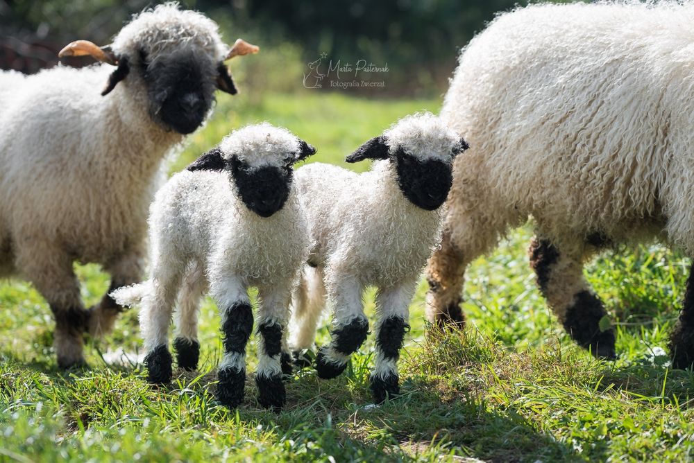 RODOWÓD Owca Walizerska Czarnonosa Walliserska Zakopane • OLX.pl