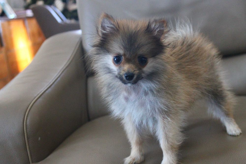 Szpic Pomeranian mini suczka - już do odbioru Goździków • OLX.pl