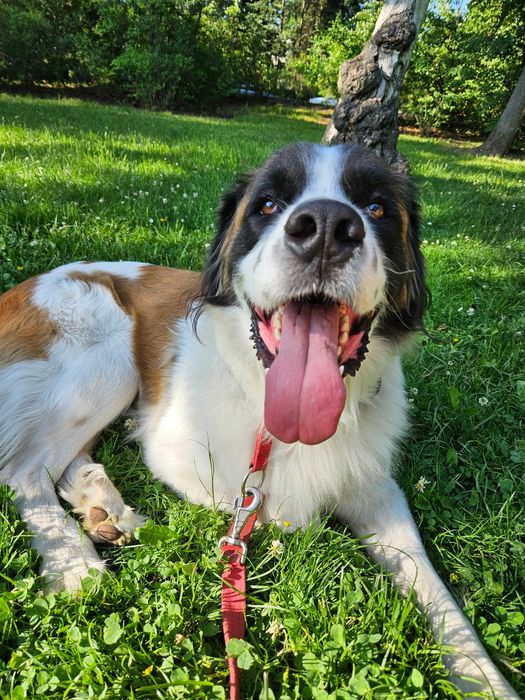 Bernardyn Fuks 4 letni SuperPies Poznań Jeżyce • OLX.pl