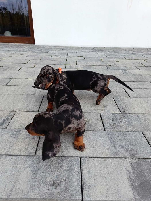 jamnik merle – Psy – szczeniaki, dorosłe | OLX Zwierzęta