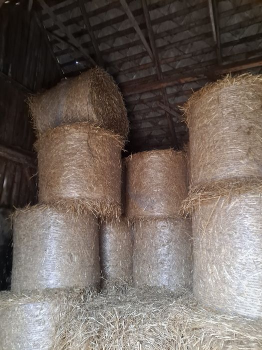 Sprzedam słomę w belach 130×120 Dębówka • OLX.pl