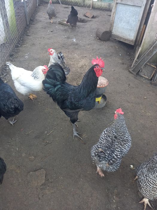 Jaja lęgowe australorp,amrock Ostróda • OLX.pl