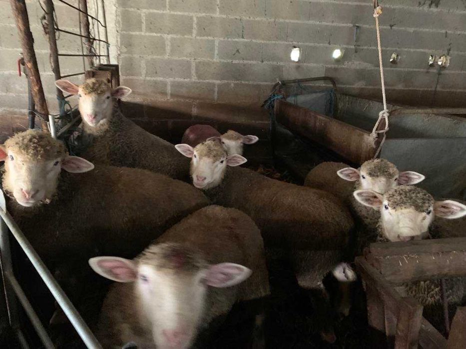 Borregos, borregas Ile de france Monte Redondo E Carreira • OLX Portugal