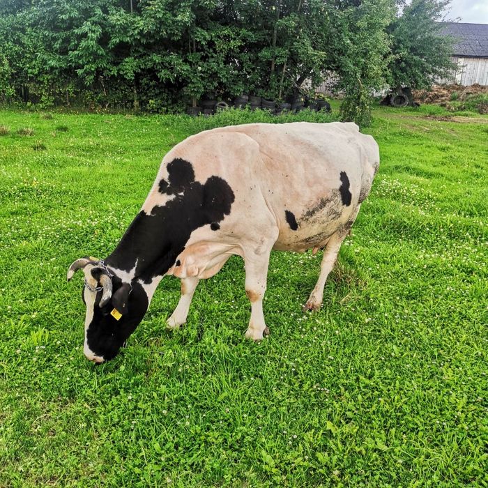 Krowa na sprzedaż Śniadka Pierwsza • OLX.pl