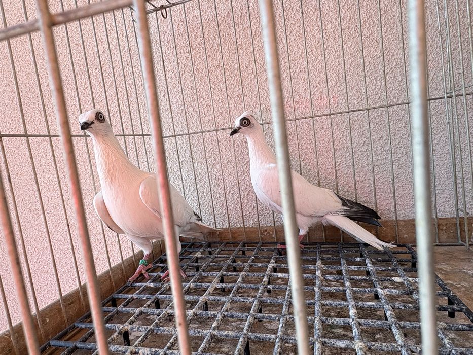 Wiedeńskie gołębie ozdobne Siedlce • OLX.pl