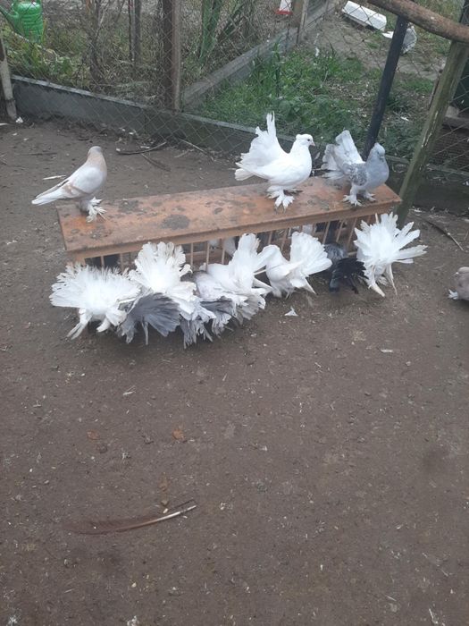 Golebie rozne rodzaje Tuchowicz • OLX.pl