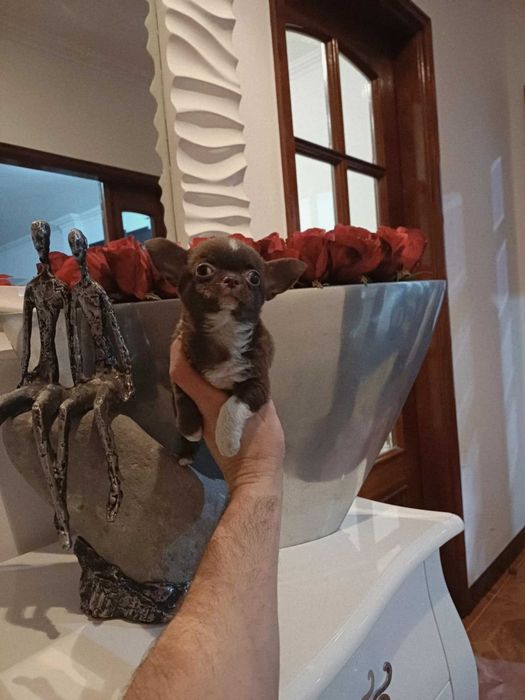 Chihuahua HIperminiatura FEMEA CHOCOLATE E BRANCA COM LOP E AFIXO Santa ...