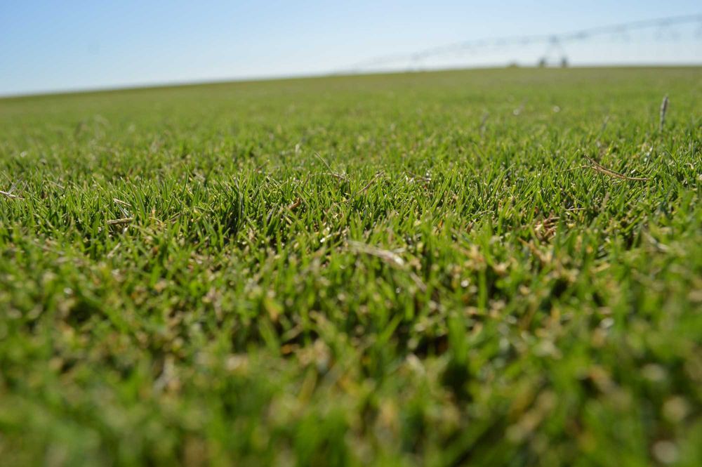 Relva natural em tapete! Transforme o seu jardim! Sintra (Santa Maria E ...