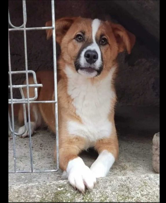 Cachorros muito meigos em risco de ficar sem casa Carrazeda de Ansiães ...