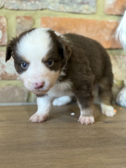 Amerykański owczarek miniaturowy FCI - Kelemenki Spices Red Pepper ...