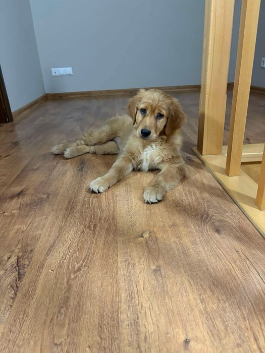 Golden retriever Kłopot • OLX.pl