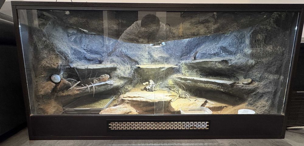 Terrarium 120x60x60 + Agama Brodata Sosnowiec • OLX.pl