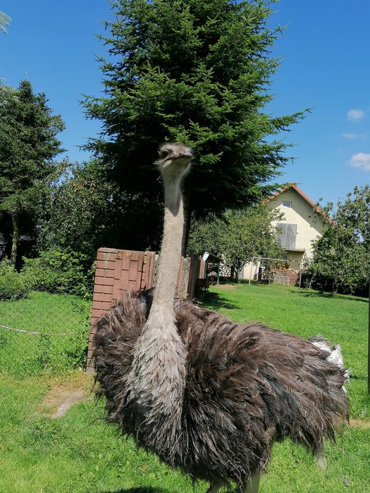 Sprzedam jaja strusie Nadarzyn • OLX.pl