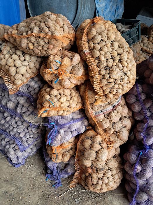Sprzedam Ziemniaki na zime oraz paszowe Tuchów • OLX.pl