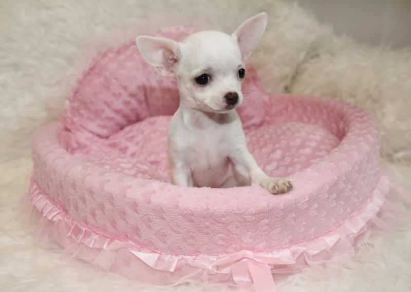 Chihuahua krótkowłosa XS – Lili Katowice Bogucice • OLX.pl