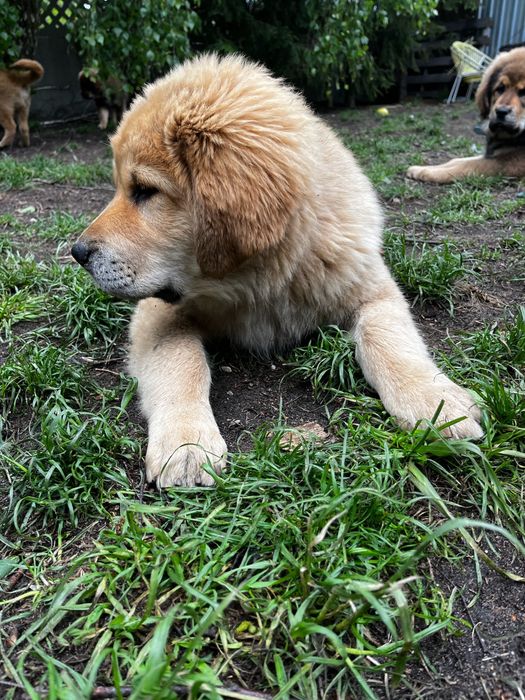 Nerwa mastif tybetański szczenię FCI Cekcynek • OLX.pl