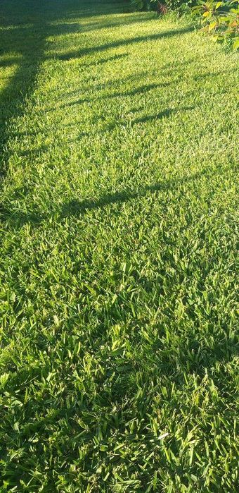 Relva Plantar em pés Paredes • OLX Portugal