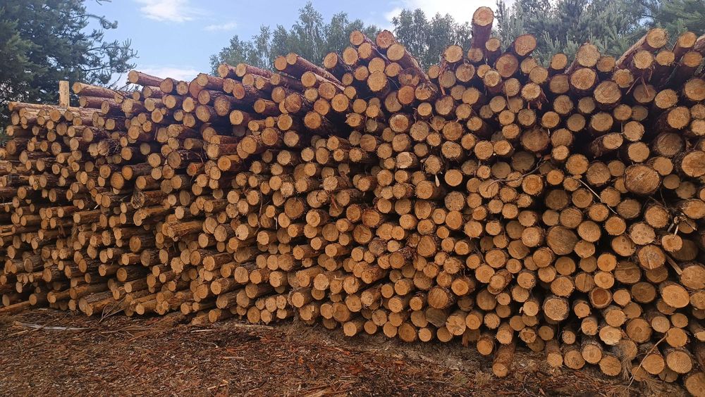 Nowe drewniane stemple budowlane 3m. Transport Gratis Radomsko • OLX.pl