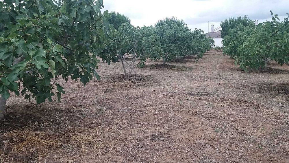 Figueiras Figo Rei enraizadas Azambuja • OLX Portugal