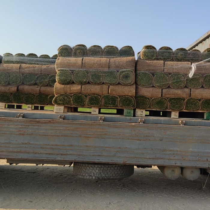 Relva natural em rolos Ponte do Rol • OLX Portugal