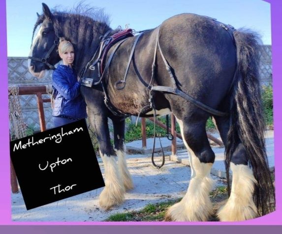 Piękny ogier rasy Shire Kołacinek • OLX.pl